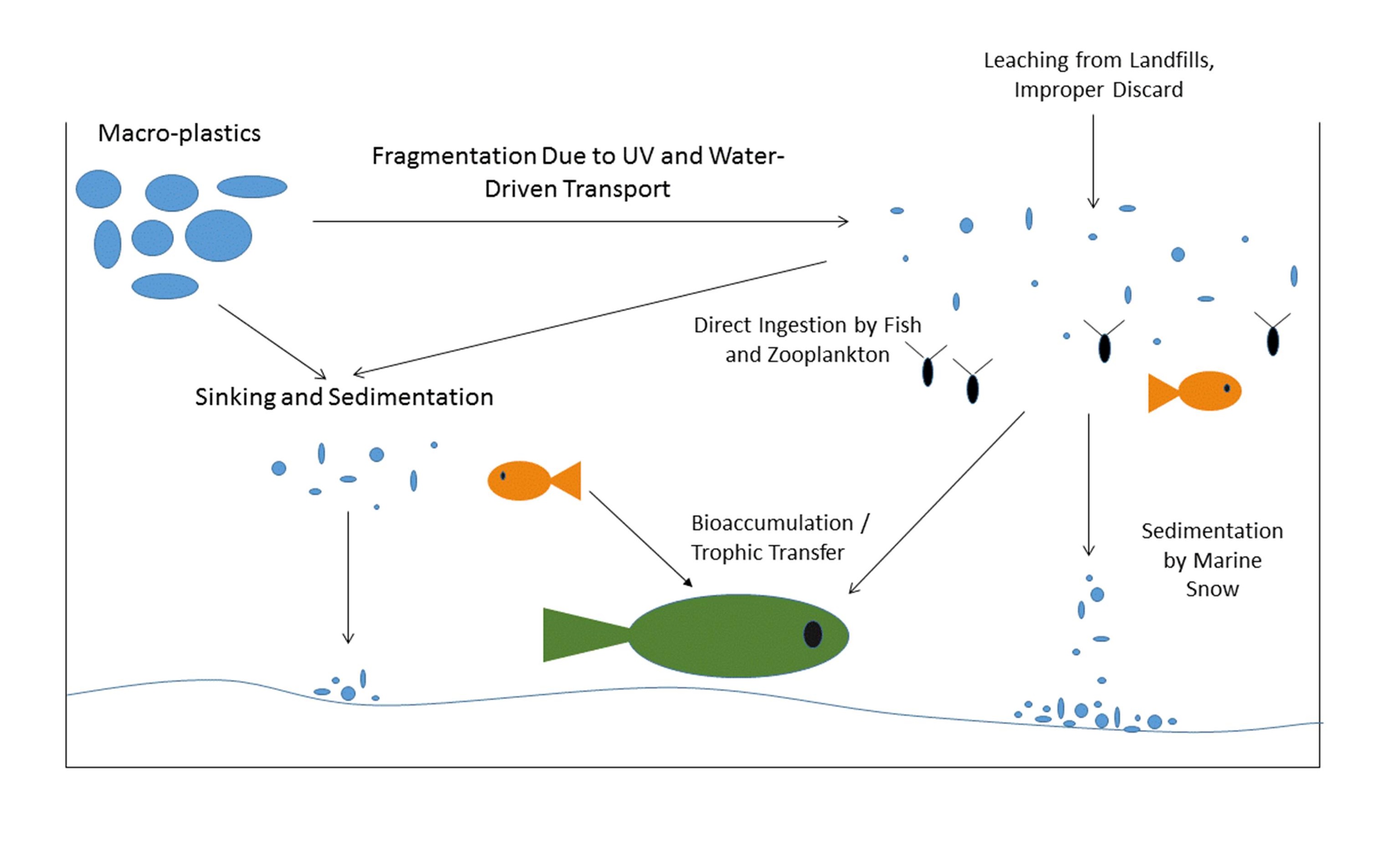Microplastic Ingestion in Aquatic Invertebrates: A Method for Detection ...