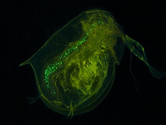 Microplastic Ingestion in Aquatic Invertebrates: A Method for Detection ...